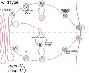 DCV Biogenesis and Maturation | AILION LAB