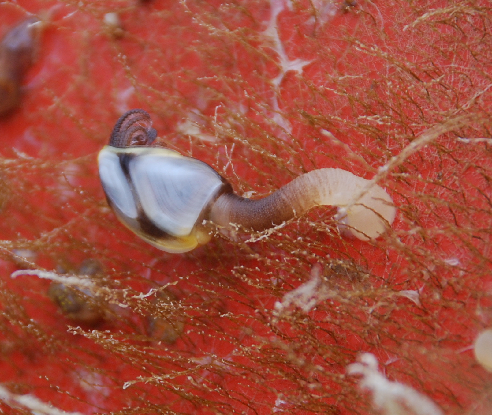 2014 Workshop: Oceanography Aboard the Tommy G. Thompson – uwastrobiology