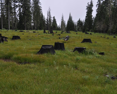 Bunchgrass Ridge: Meadow ecology, restoration, and adaptive management