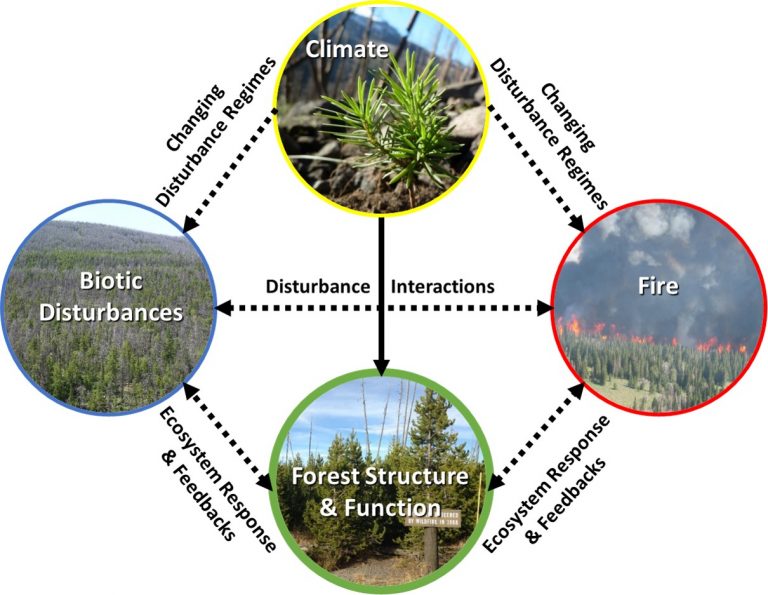 | The Harvey Lab at UW: Fire and disturbance ecology of forest landscapes