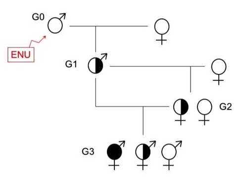 Investigator Profile - David Beier, MD, PhD - Center Director CDBRM