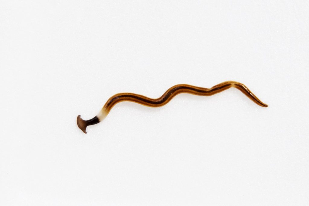 Soil-Transmitted Helminths | DeWorm3