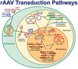 Russell Lab :: Transduction with rAAV