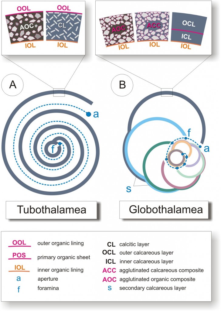 Taxonomy – Illustrated Guide to Benthic Foraminifera of Puget Sound