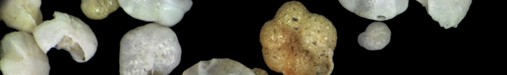 Genus – Elphidium – Illustrated Guide to Benthic Foraminifera of Puget ...