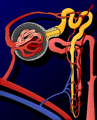HMC Nephrology
