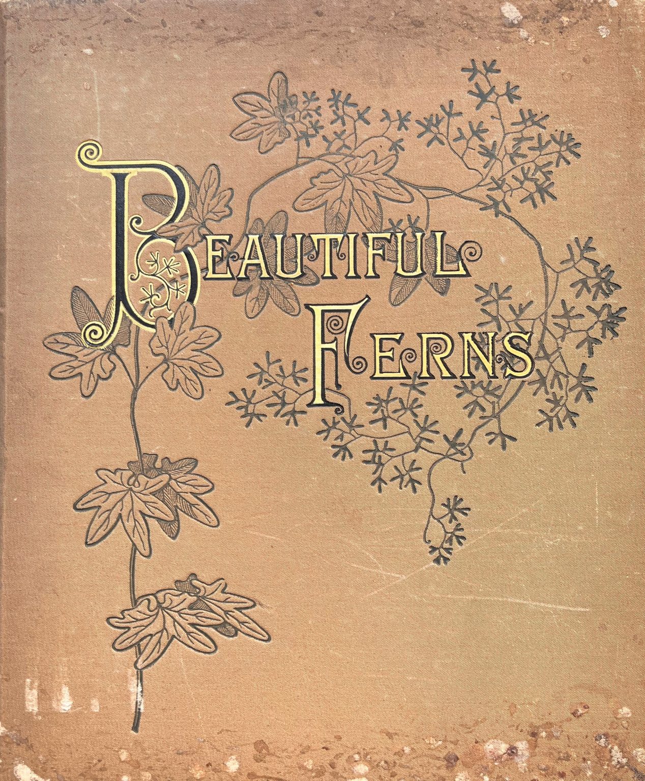 Beautiful Ferns – Elisabeth C. Miller Library