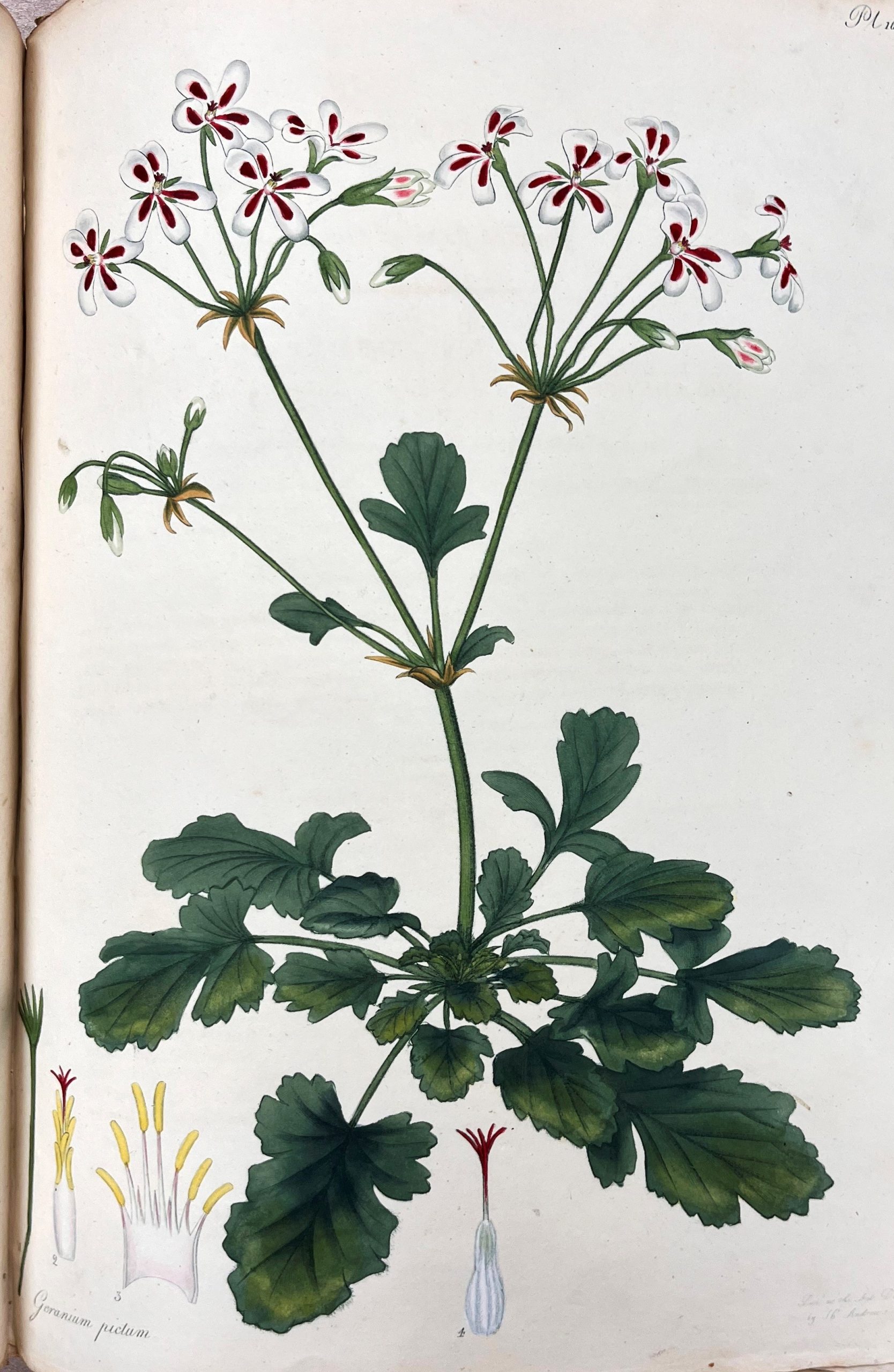 The Botanist’s Repository – Elisabeth C. Miller Library