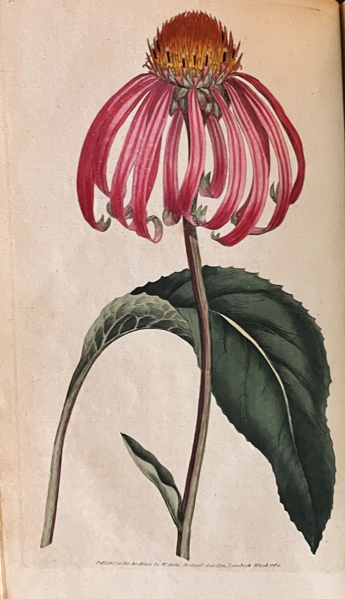 A Celebration of Flowers: Two hundred years of Curtis’s Botanical ...