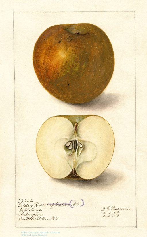 are russet apples part pear? – Elisabeth C. Miller Library