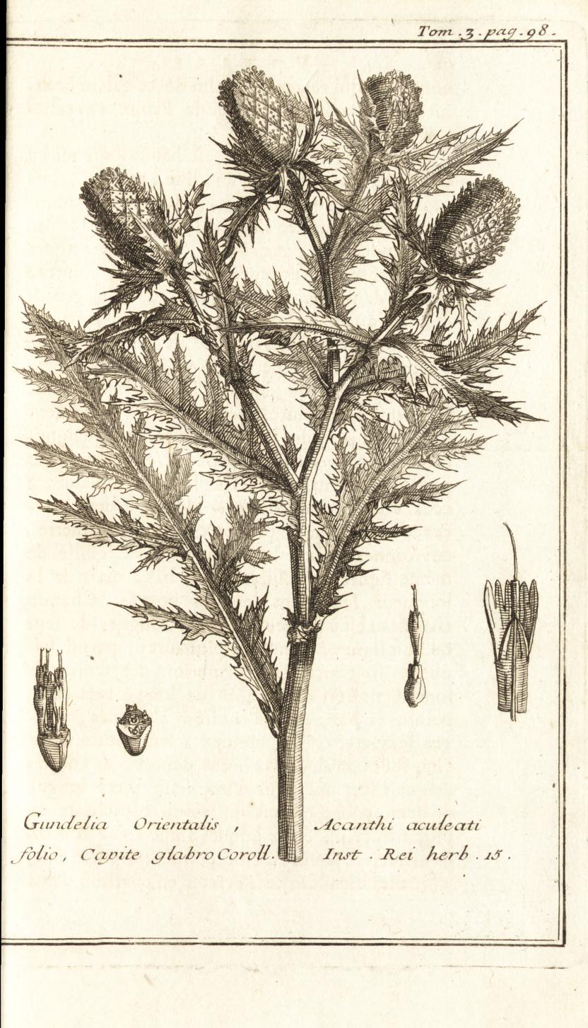 identifying the plant source of an edible seed from Iraq – Elisabeth C ...