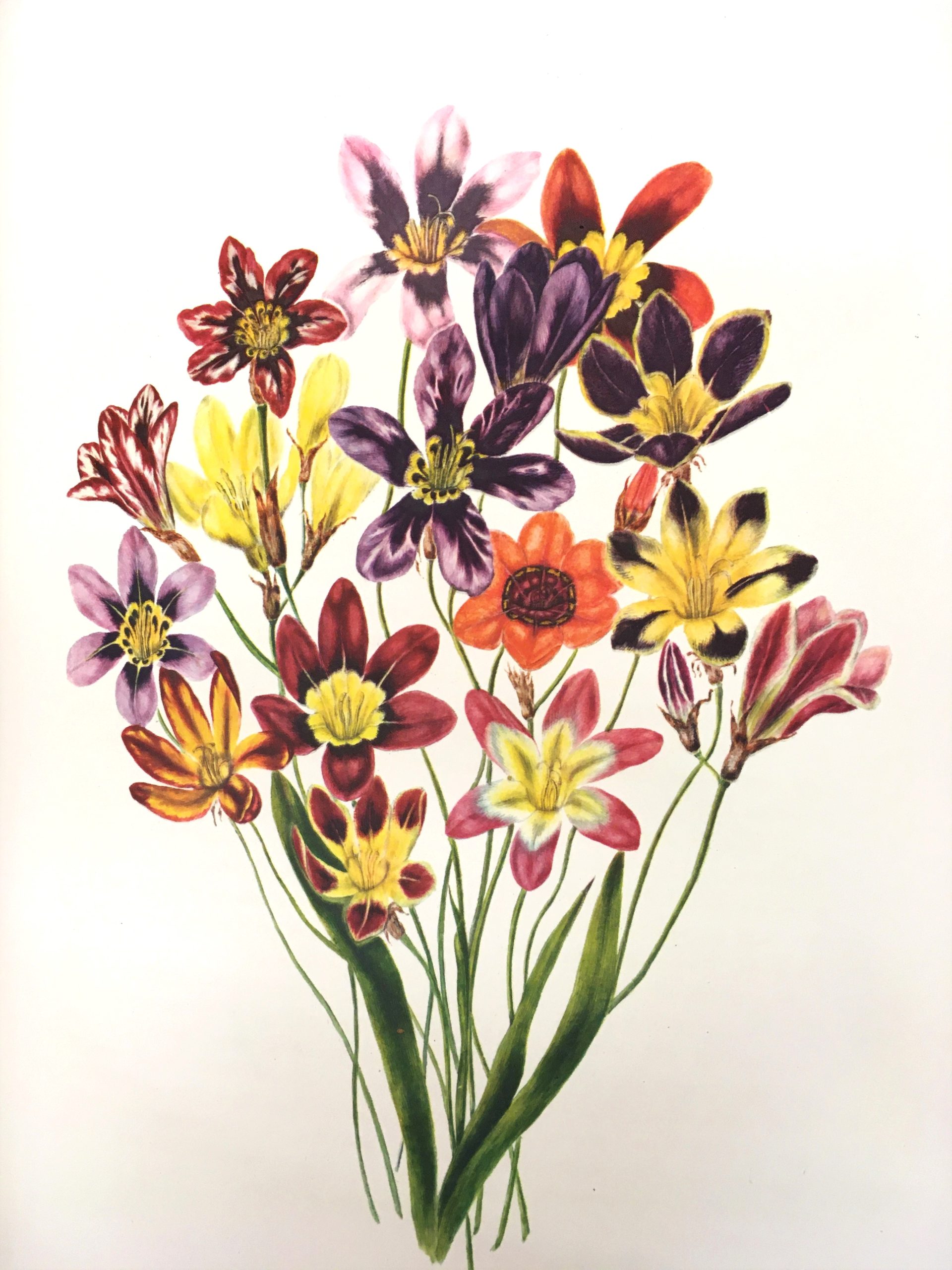 More Cape Flowers: by a lady. The paintings of Arabella Roupell ...