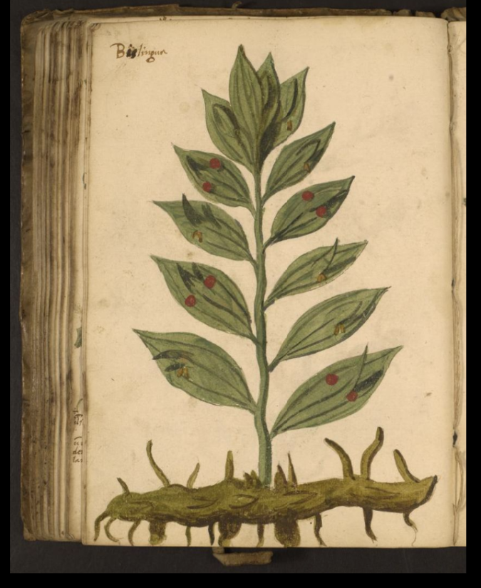 Ruscus and other plants with cladodes – Elisabeth C. Miller Library