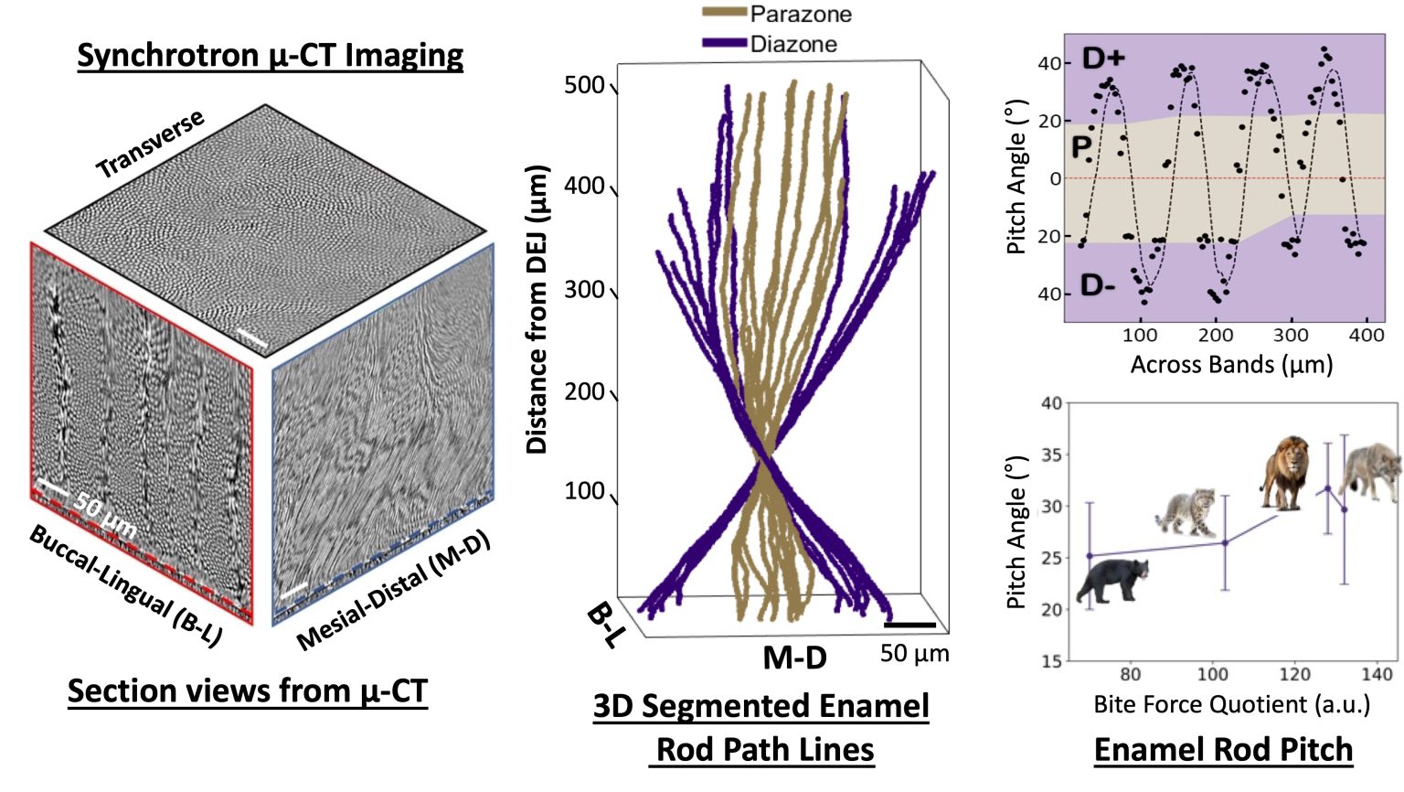 Enamel microstructure – Laboratory for Advanced Materials and Processes