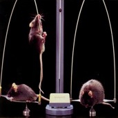 McKnight Lab-Energy Homeostasis