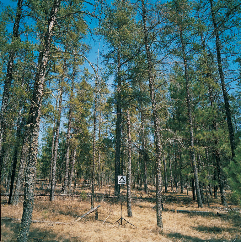 Digital Photo Series: Site JP 10