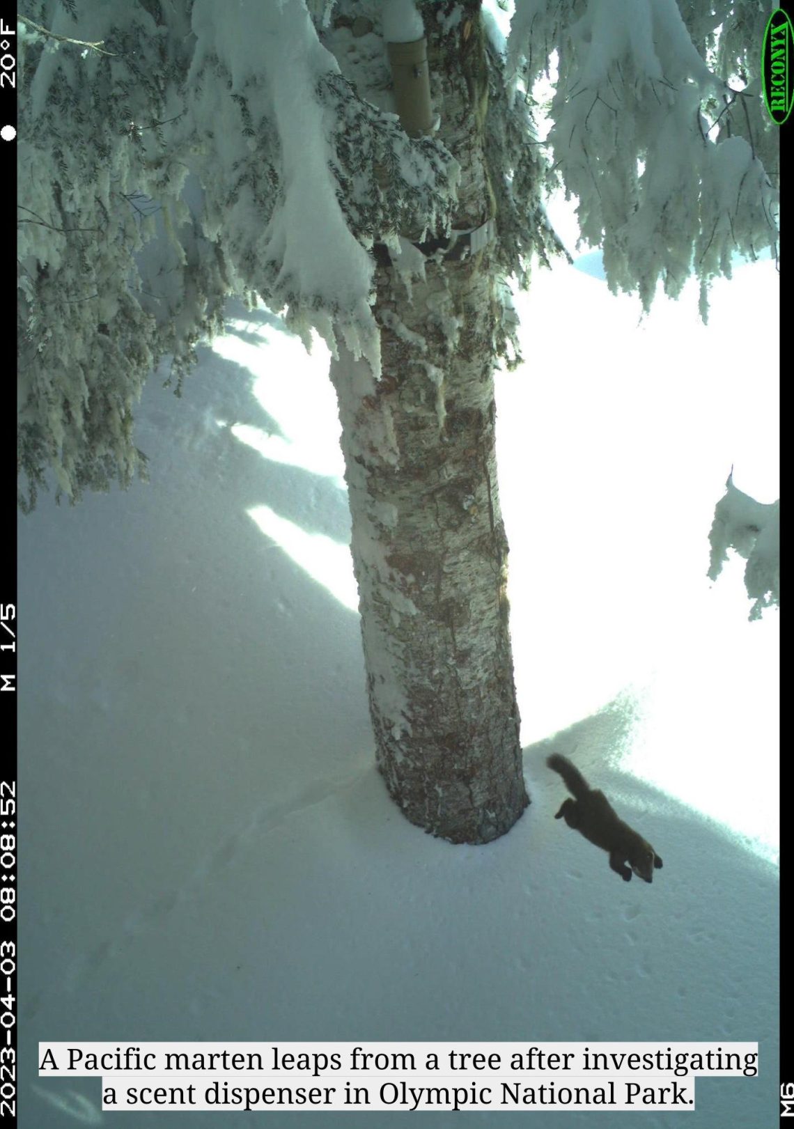 Project Highlight: Assessment of Pacific marten status in Olympic ...