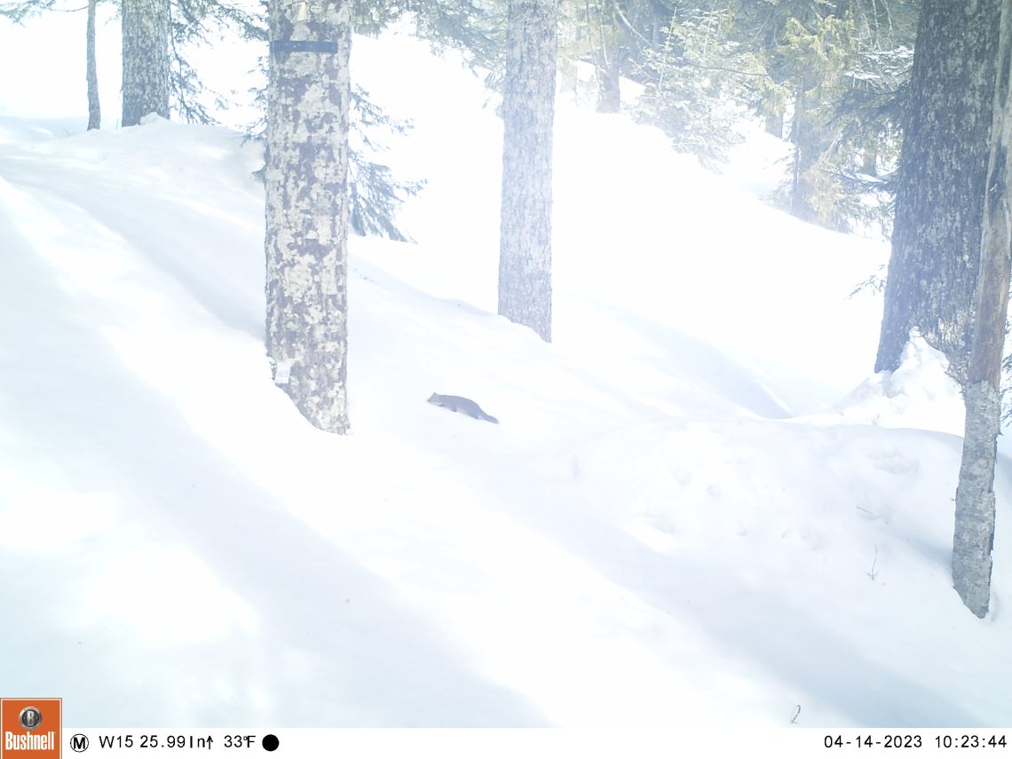 Project Highlight: Assessment of Pacific marten status in Olympic ...