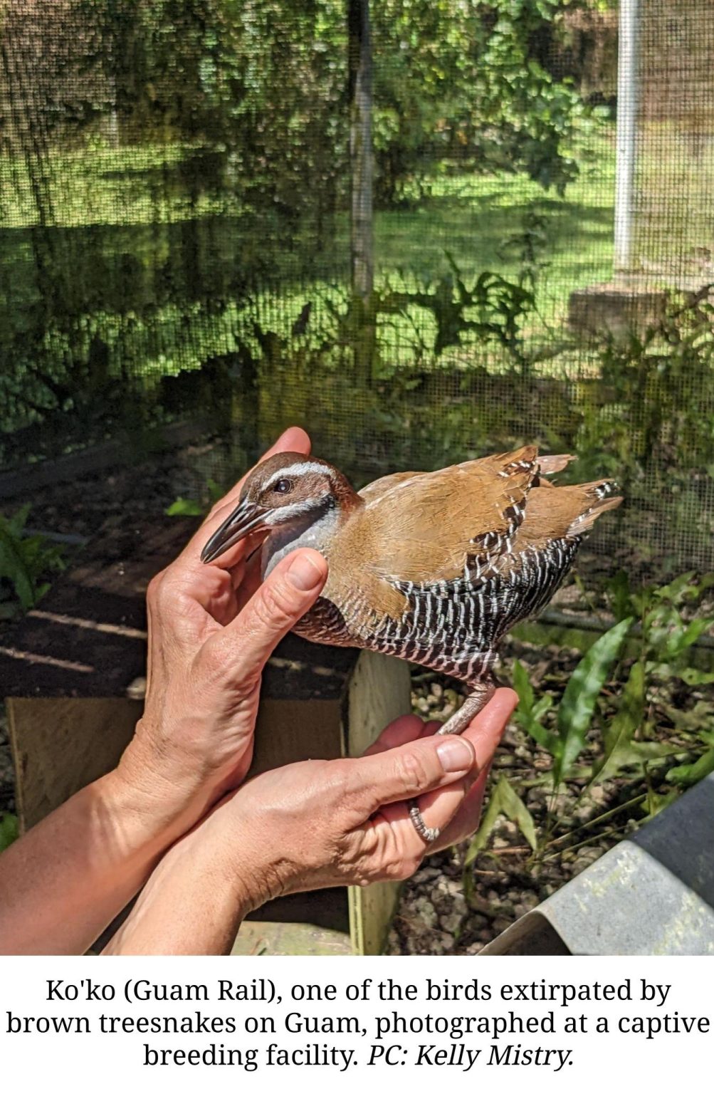 Project Highlight: Modeling Brown Treesnake Management Strategies ...