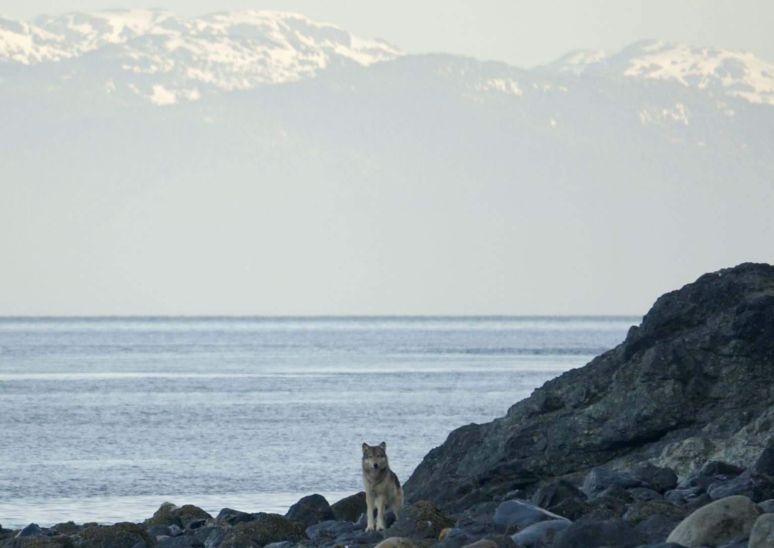 Project Highlight: Comparison of Wolf Densities and Diets Across the ...