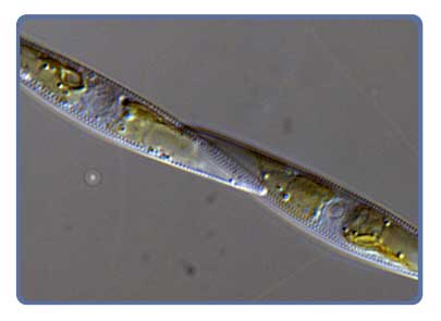 Toxic Algae Research Project