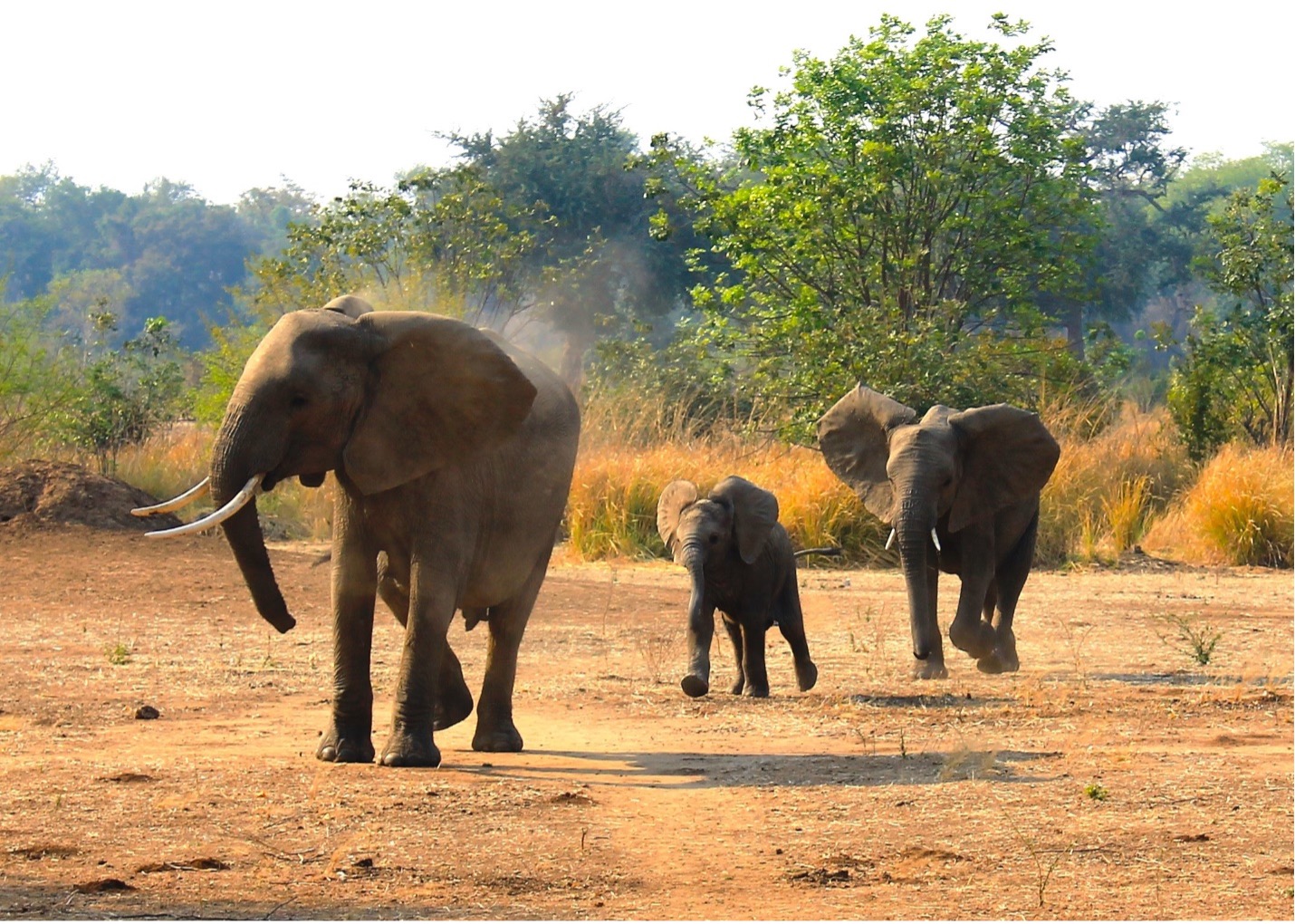 Into the Zambezi Valley: Uncovering social structure’s influences on ...
