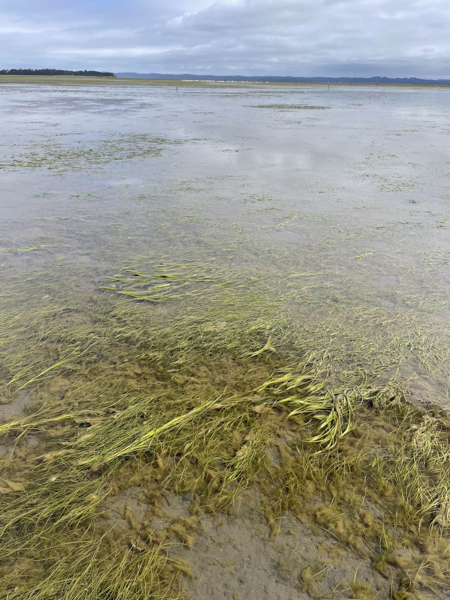 The Secret Life of the American Eelgrass - Science Positive