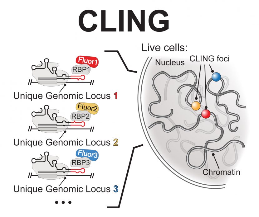 Research – Shechner Lab