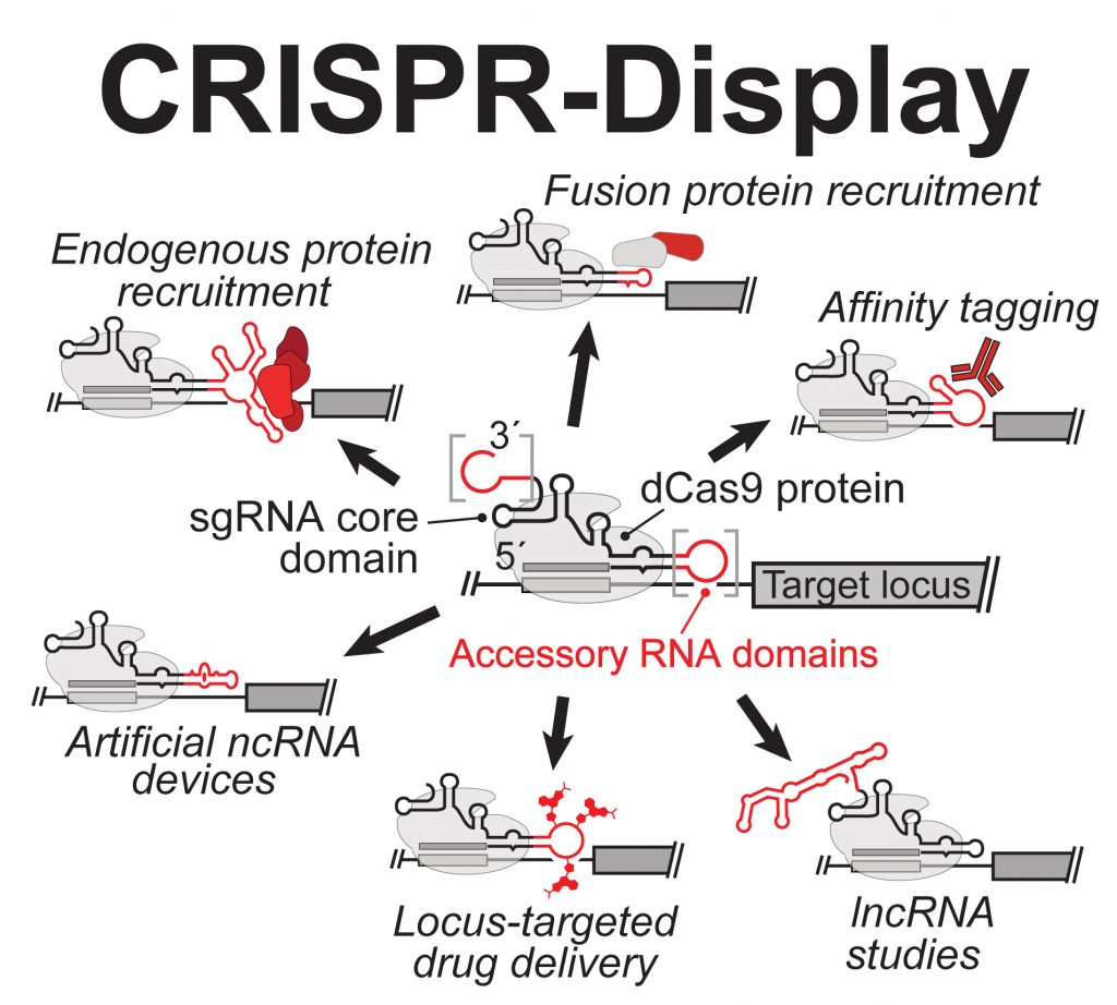 Research – Shechner Lab