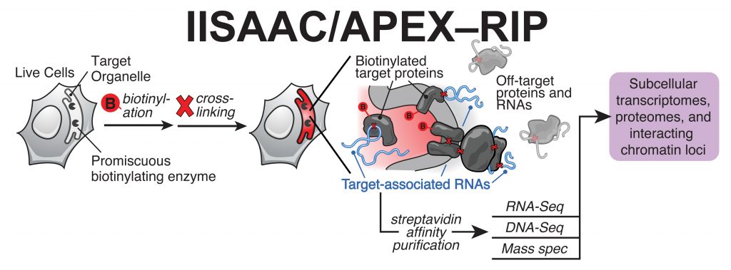 Research – Shechner Lab