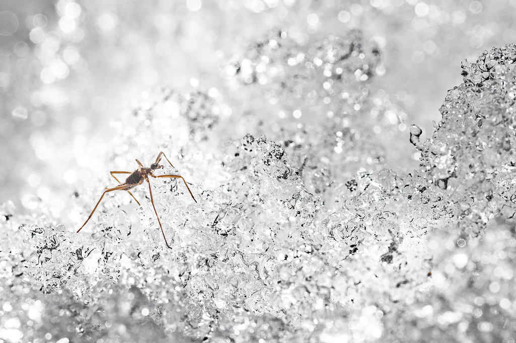 Snow Fly Basics – The Snow Fly Project