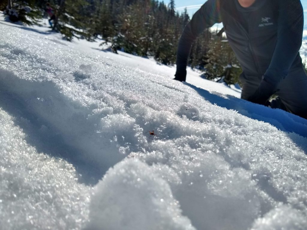 Snow Fly Basics – The Snow Fly Project