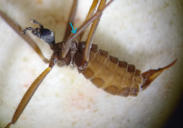 About Snow Flies – The Snow Fly Project