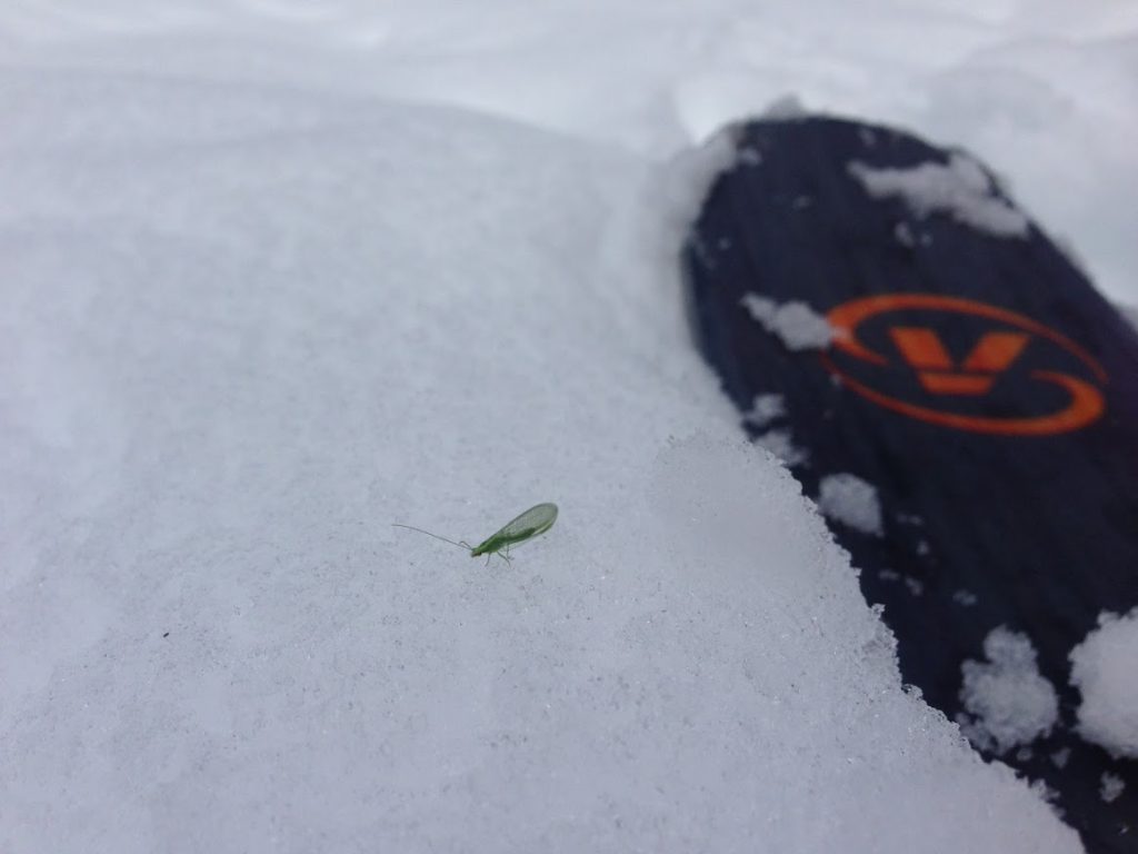 “Snow Bug” Gallery – The Snow Fly Project