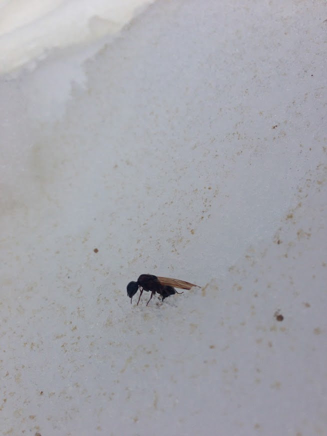 “Snow Bug” Gallery – The Snow Fly Project