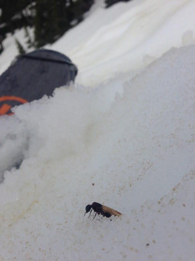 “Snow Bug” Gallery – The Snow Fly Project