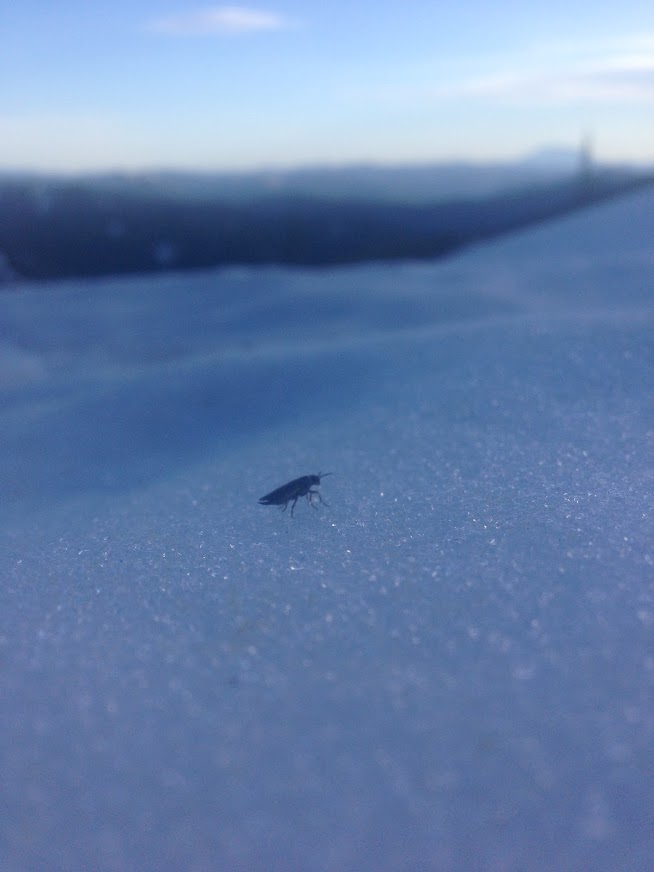 “Snow Bug” Gallery – The Snow Fly Project