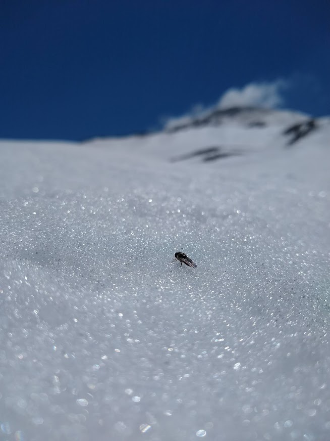 “Snow Bug” Gallery – The Snow Fly Project