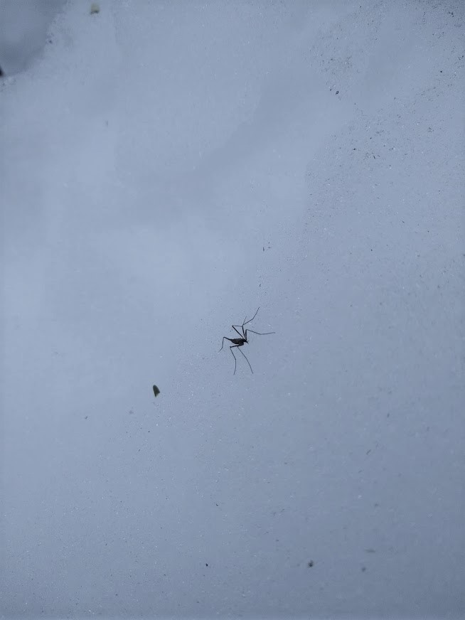 “Snow Bug” Gallery – The Snow Fly Project