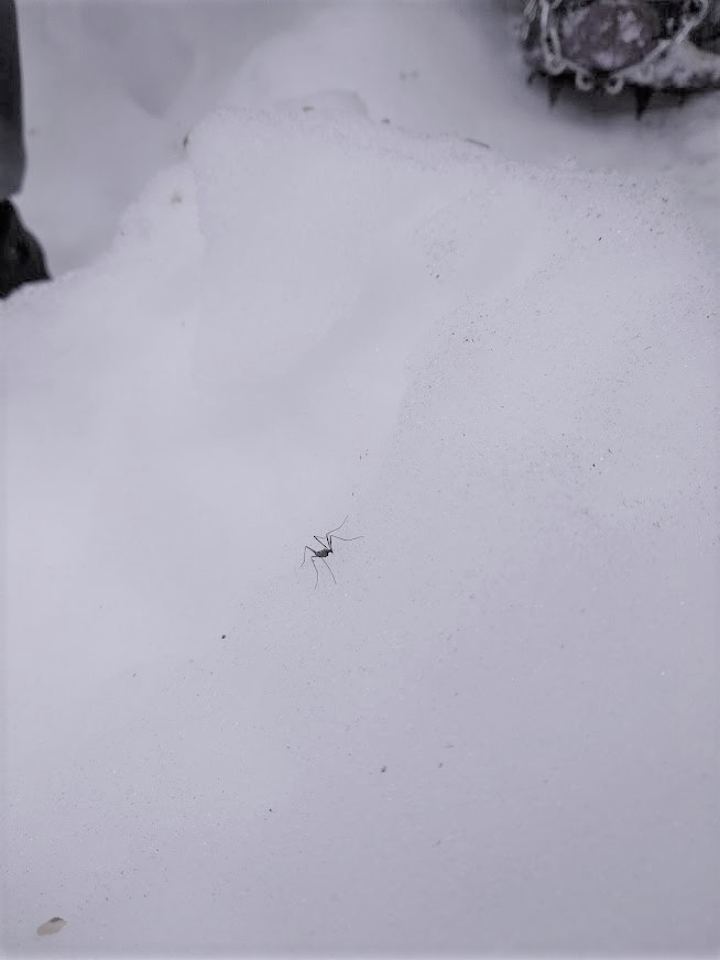 “Snow Bug” Gallery – The Snow Fly Project