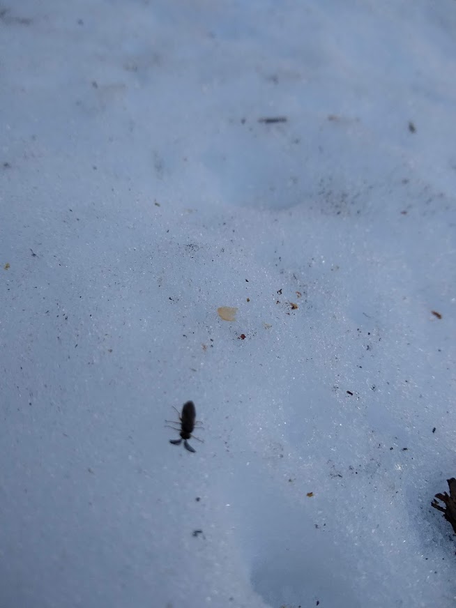 “Snow Bug” Gallery – The Snow Fly Project