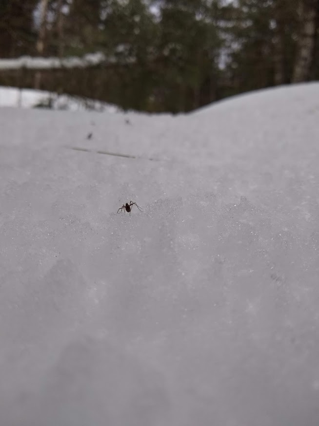 “Snow Bug” Gallery – The Snow Fly Project