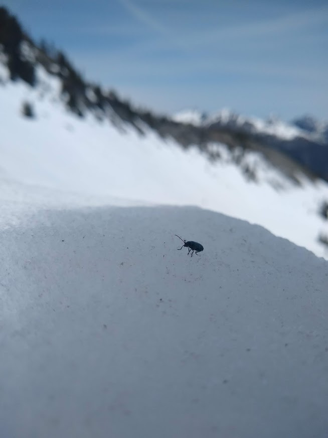 “Snow Bug” Gallery – The Snow Fly Project