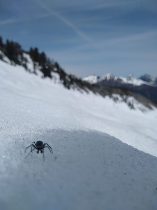 “Snow Bug” Gallery – The Snow Fly Project