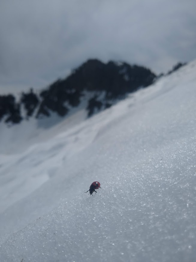 “Snow Bug” Gallery – The Snow Fly Project