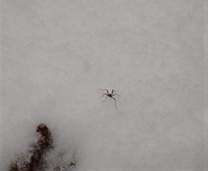 “Snow Bug” Gallery – The Snow Fly Project