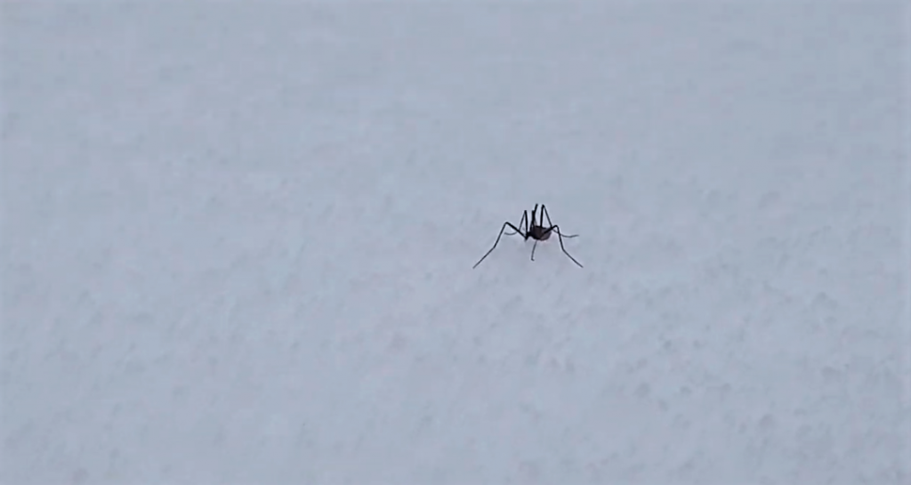 “Snow Bug” Gallery – The Snow Fly Project