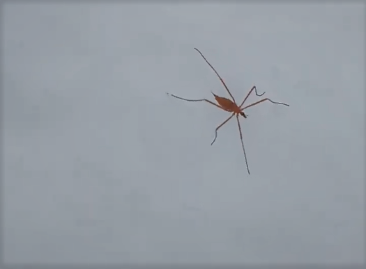 “Snow Bug” Gallery – The Snow Fly Project