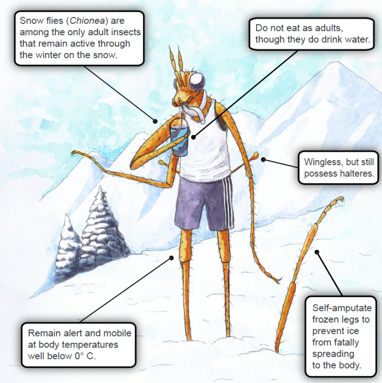 About Snow Flies – The Snow Fly Project