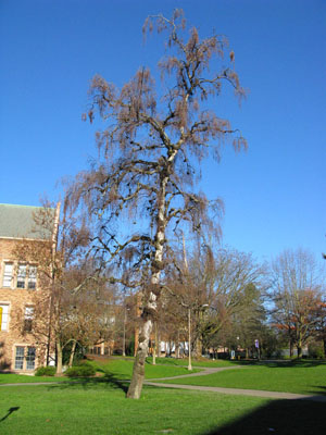 30. Weeping European White Birch